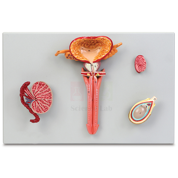 Human Male Reproductive System Model Set Manufacturers, Human Male ...